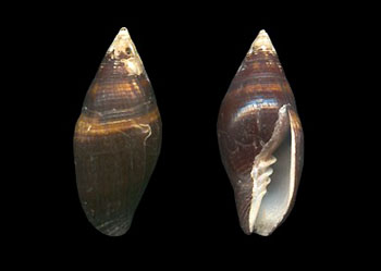 涡螺总科 Volutacea 蓝色动物学（中国动物学科普）